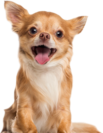 Free Veterinarian Games for Kids: Vet Games Online | Vet Set Go